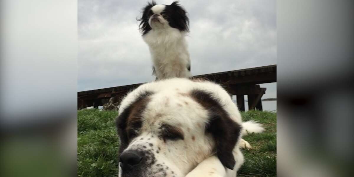 Dog Rides On Top Of His Best Friend Everywhere - Videos - The Dodo