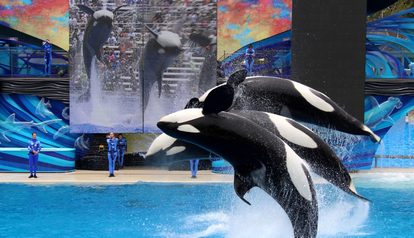 VICTORY: SeaWorld Park Can't Breed Orcas Anymore - The Dodo