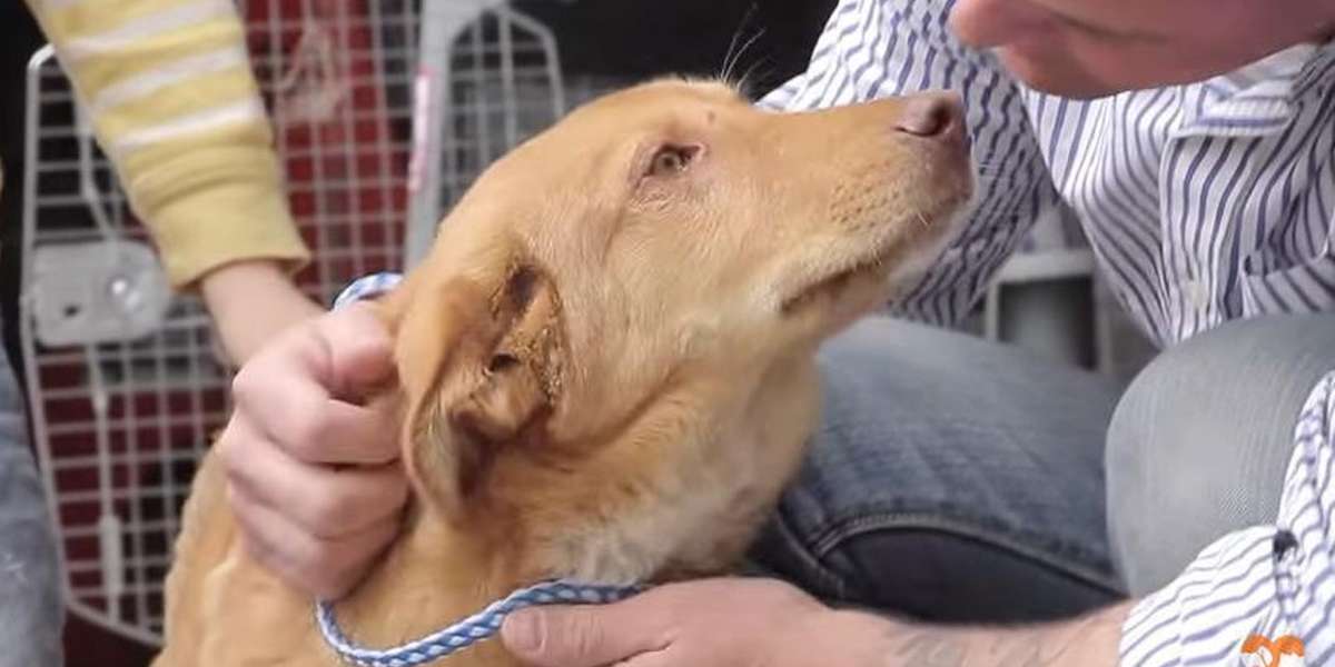 Dog Flies Across The World To Reunite With Marine Who Saved His Life ...