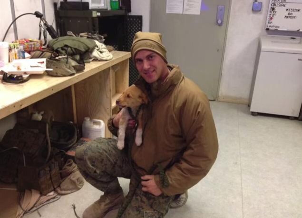 Dog Flies Across The World To Reunite With Marine Who Saved His Life ...