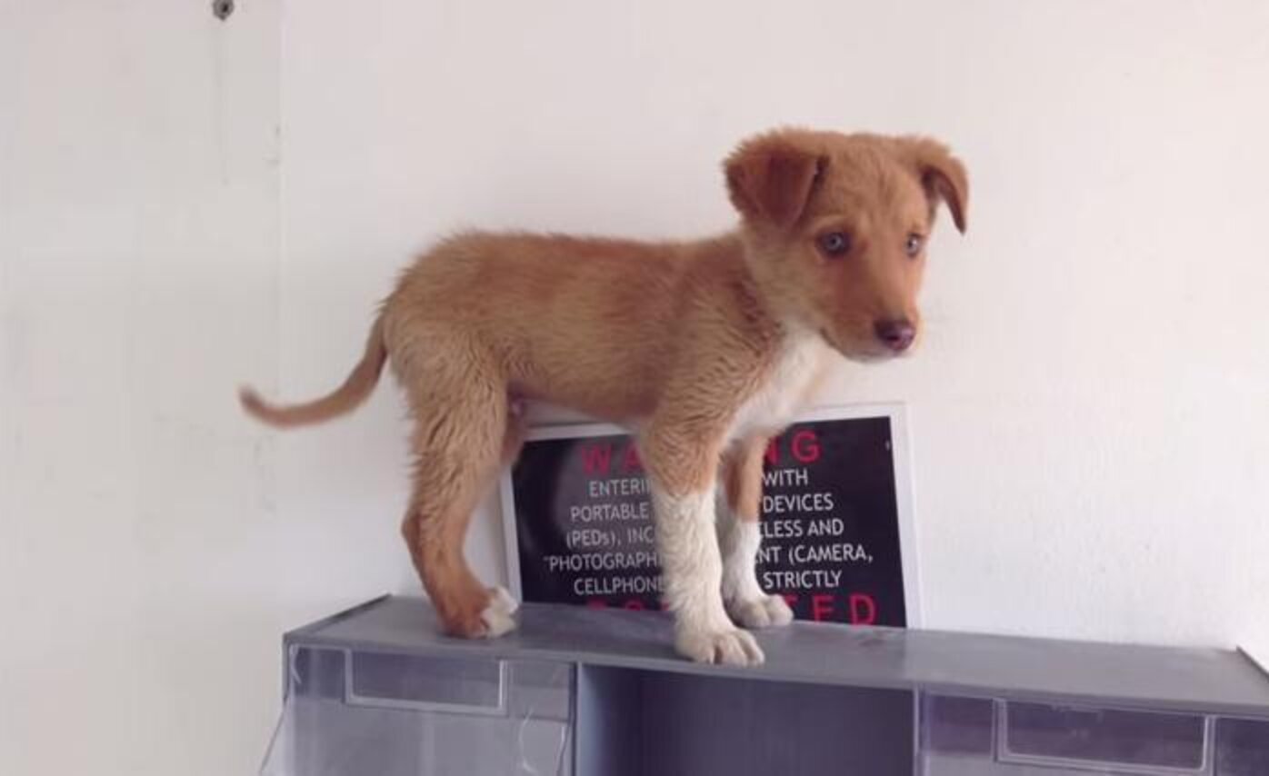 Dog Flies Across The World To Reunite With Marine Who Saved His Life ...