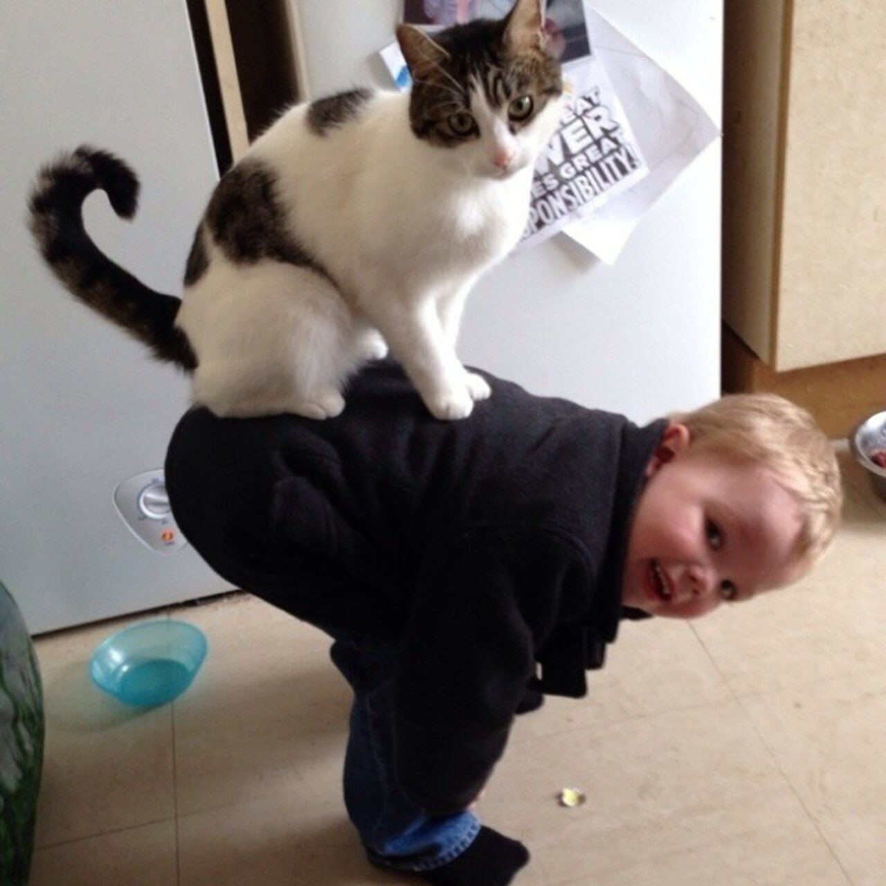 31 Cats Who Are Obviously Excellent Babysitters - The Dodo