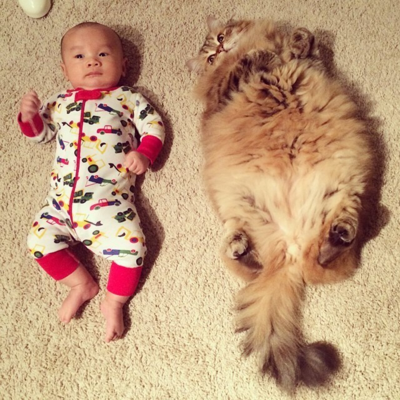 31 Cats Who Are Obviously Excellent Babysitters - The Dodo
