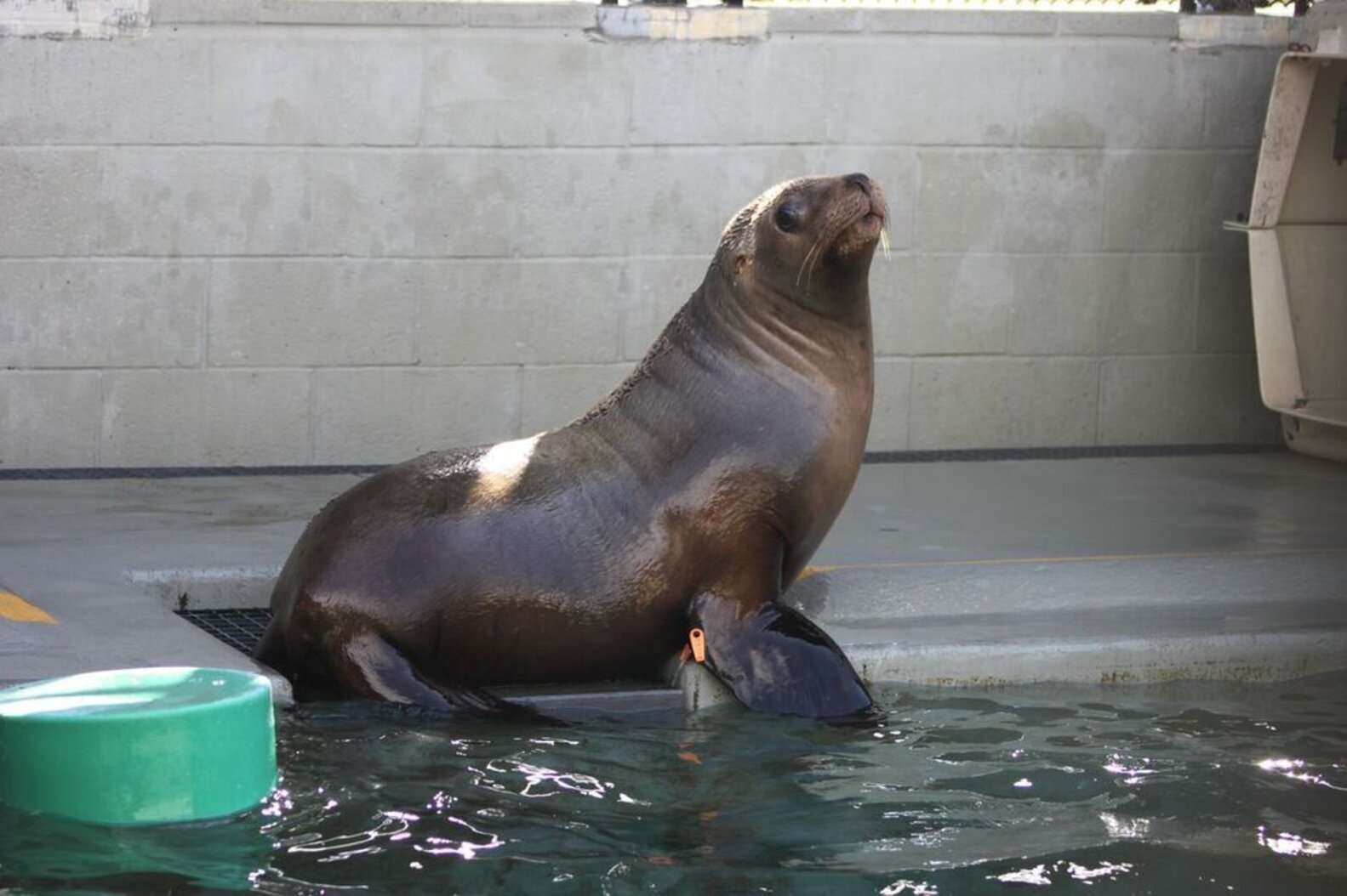 Orphaned Sea Lion Gleefully Waddles Back To Ocean After Rescue - The Dodo