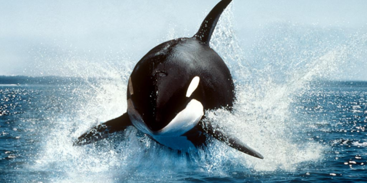 Orca brain power puts the killer in killer whale. #Blackfish live to ...