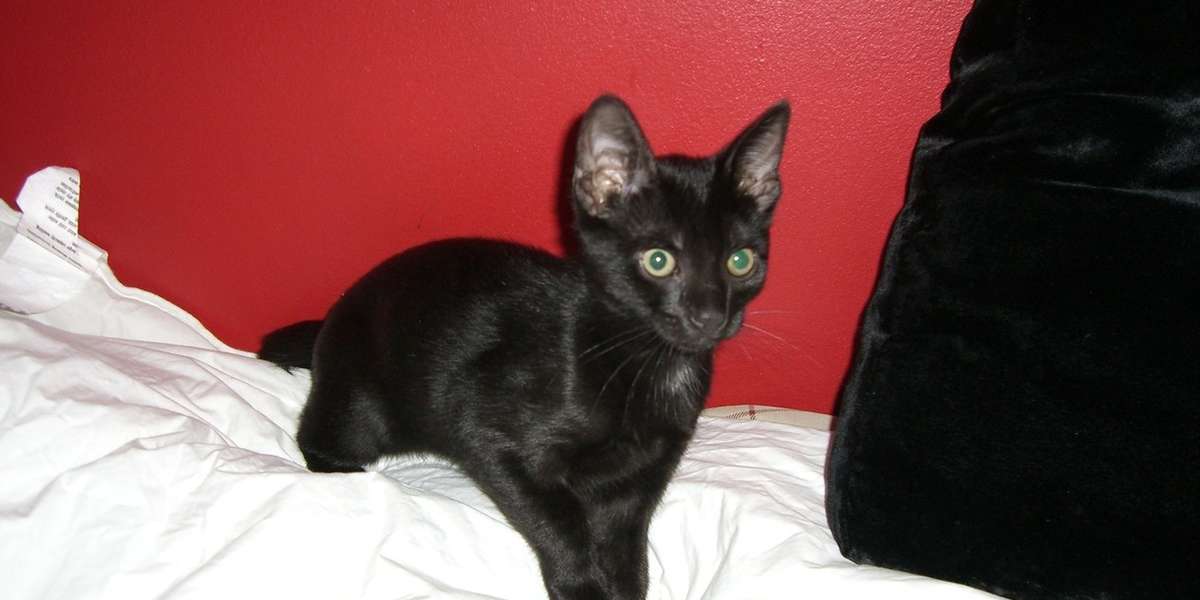 How I met my first furry best friend - The Dodo