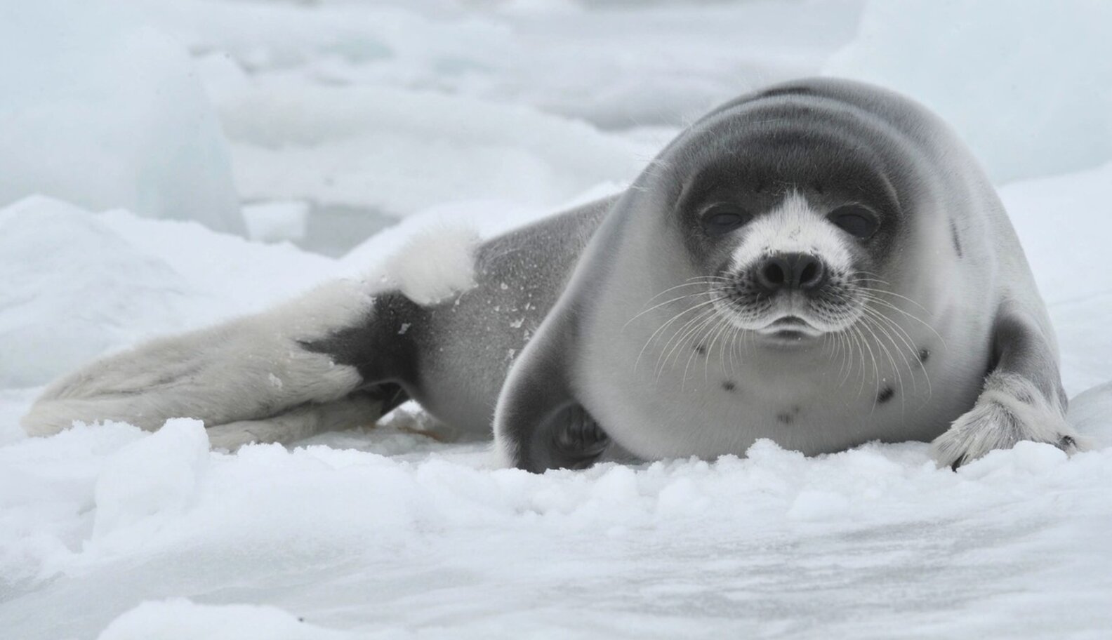 How The U.S., Russia And 32 Other Countries Are Saving Seals - The Dodo