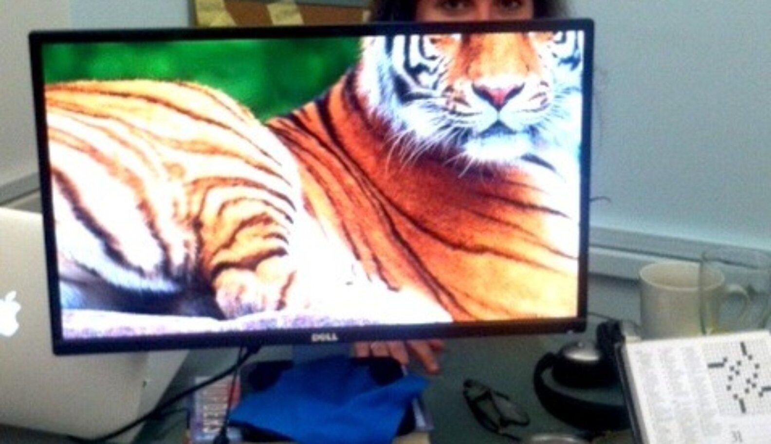 "Office Safari" Is The Best Internet Meme Since Doge - The Dodo