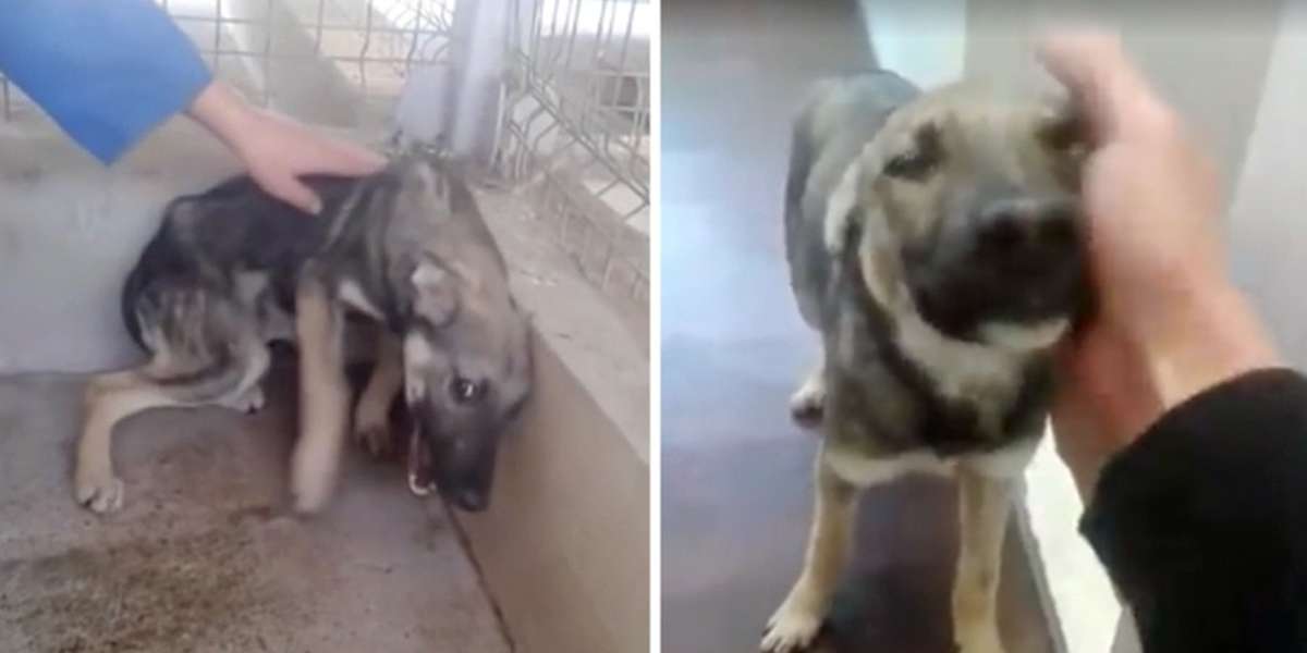 Dog Who Was Scared To Be Touched Now Loves Being Pet - The Dodo