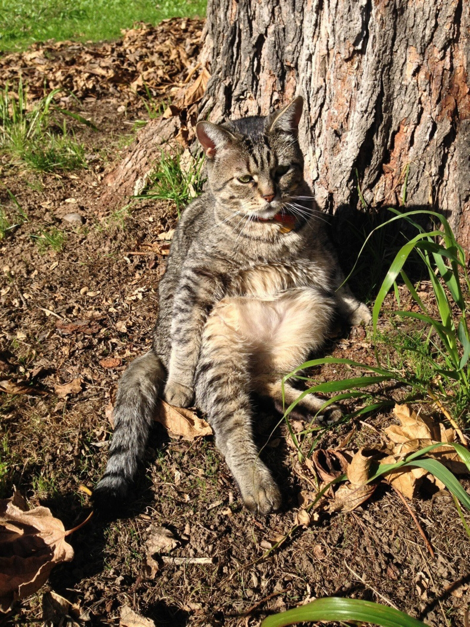 19 Chill Cats Who Are Sitting Like Humans - The Dodo