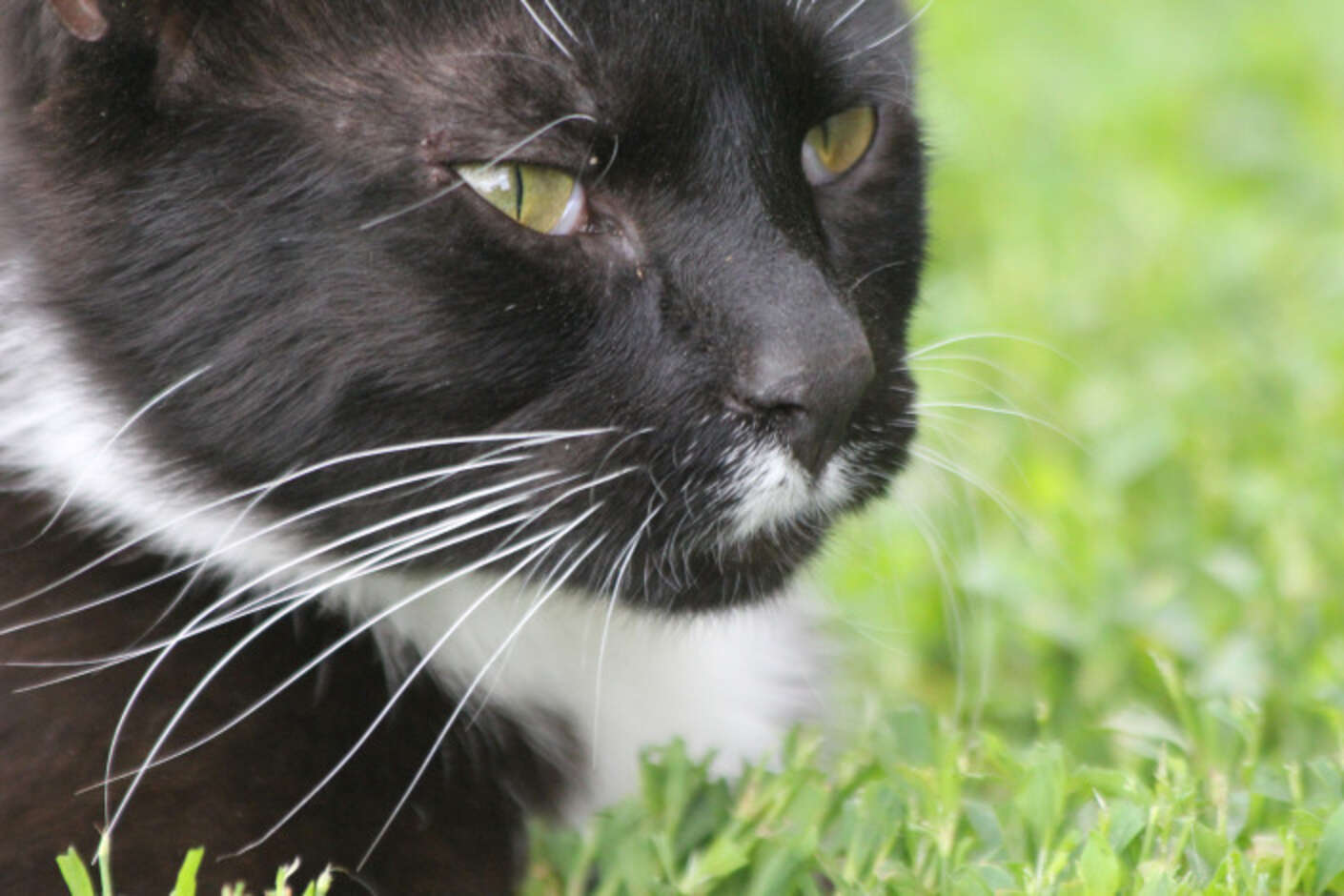 This Cat Knew Just How To Comfort His Dying Friend - The Dodo