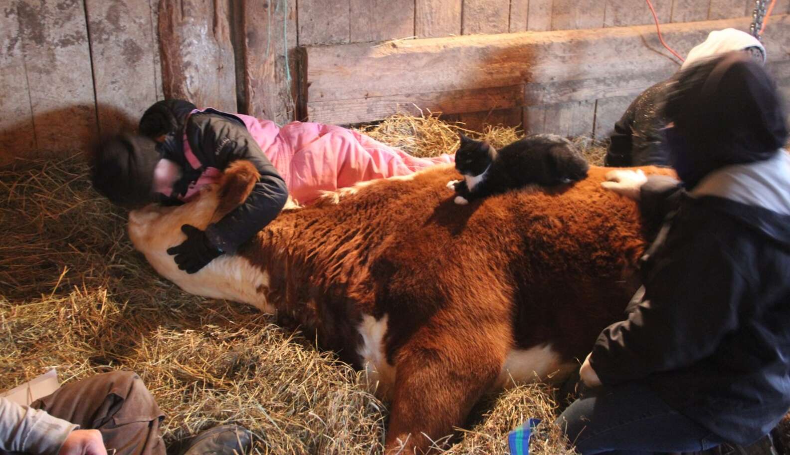 This Cat Knew Just How To Comfort His Dying Friend - The Dodo