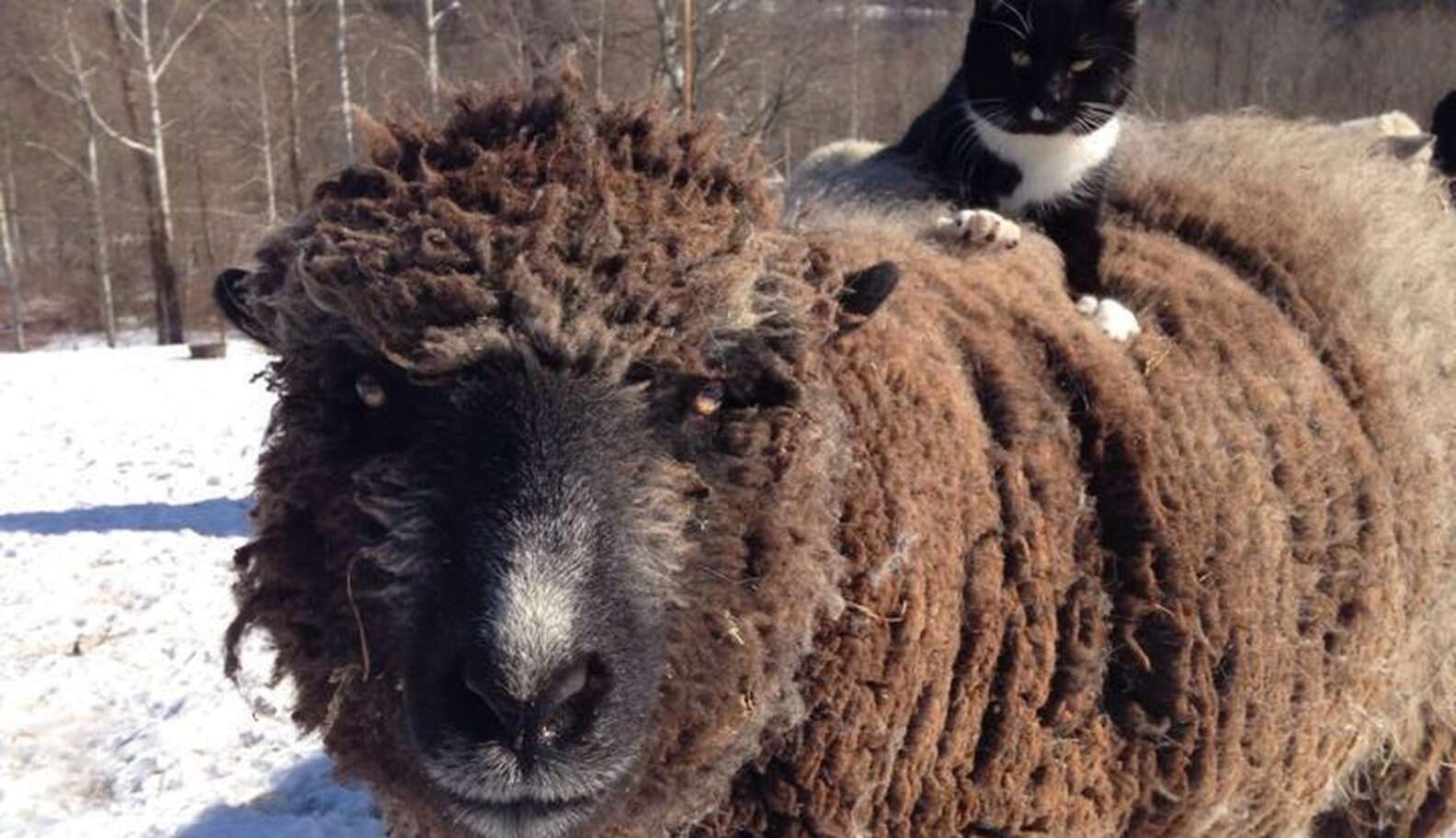 This Cat Knew Just How To Comfort His Dying Friend - The Dodo