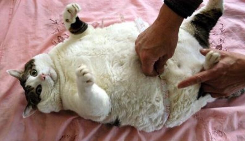 Purina Launches Anti-Obesity Campaign For Cats - The Dodo