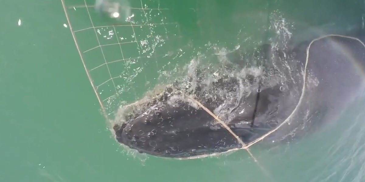 Whale Tangled In Net Is So Lucky These People Came Along - The Dodo