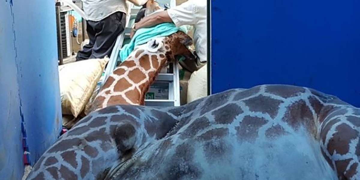 Anxious Zoo Giraffe Dies In Shipping Crate - The Dodo