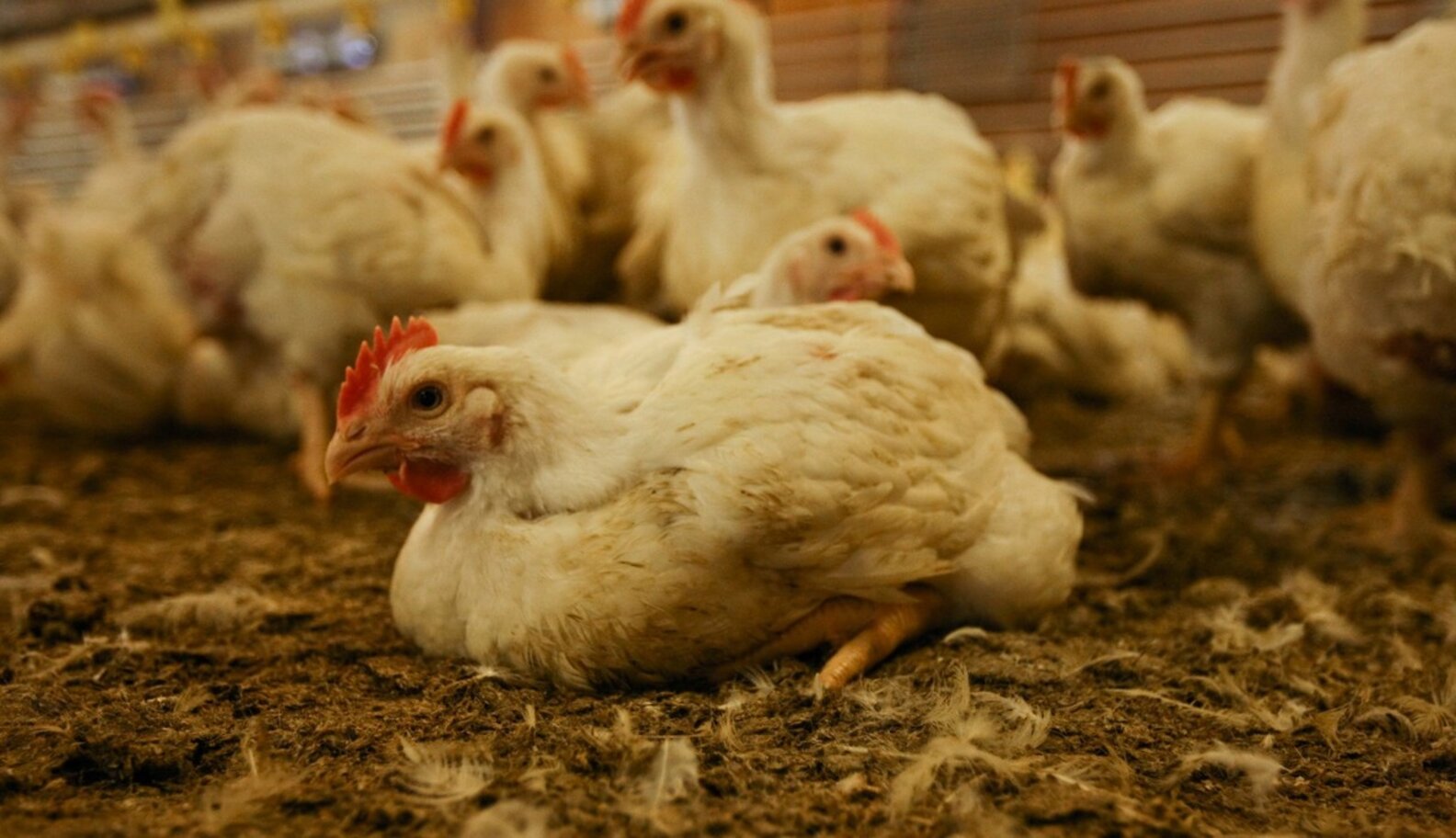 Aren't Farm Animals, Well, Animals? - The Dodo