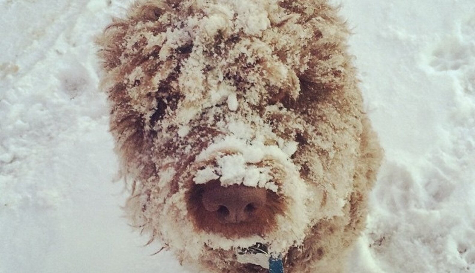 9 #DodoSnow Dogs Who Had More Fun Than You In The Blizzard - The Dodo
