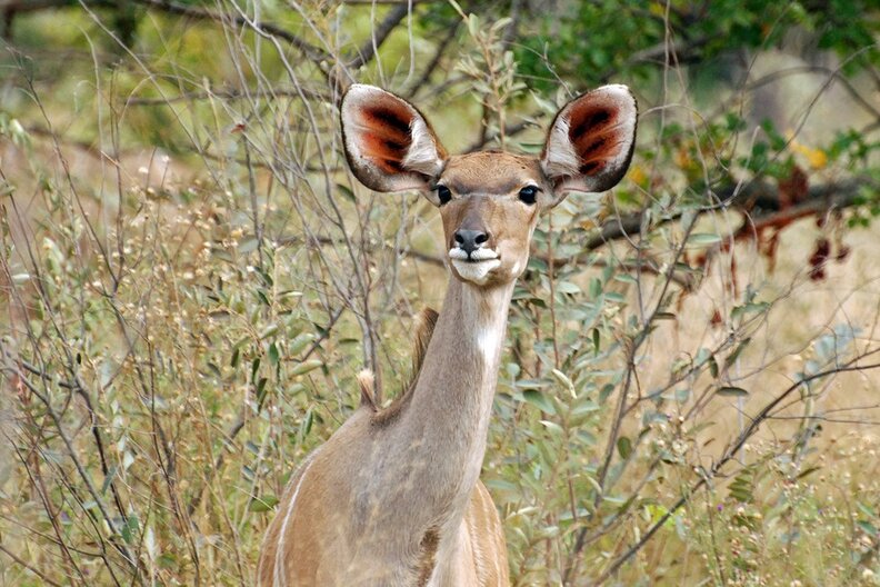 Animals Whose Body Parts Forgot To Stop Growing - The Dodo