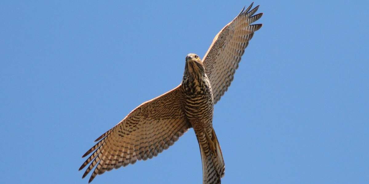 'Least Tameable' Hawk Helps Woman Overcome Grief Of Deceased Father ...