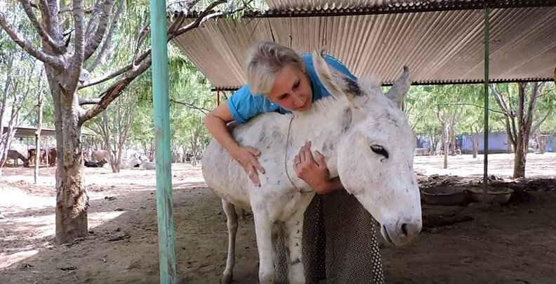 Donkey Left For Dead Makes Incredible Transformation - The Dodo