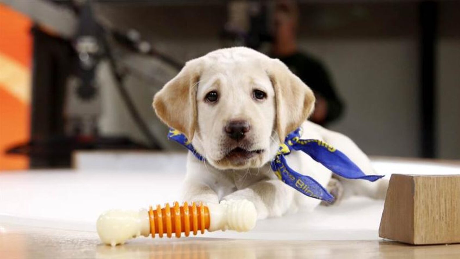 These Dogs Can't Stop Watching The New Puppy On 'Today' - The Dodo