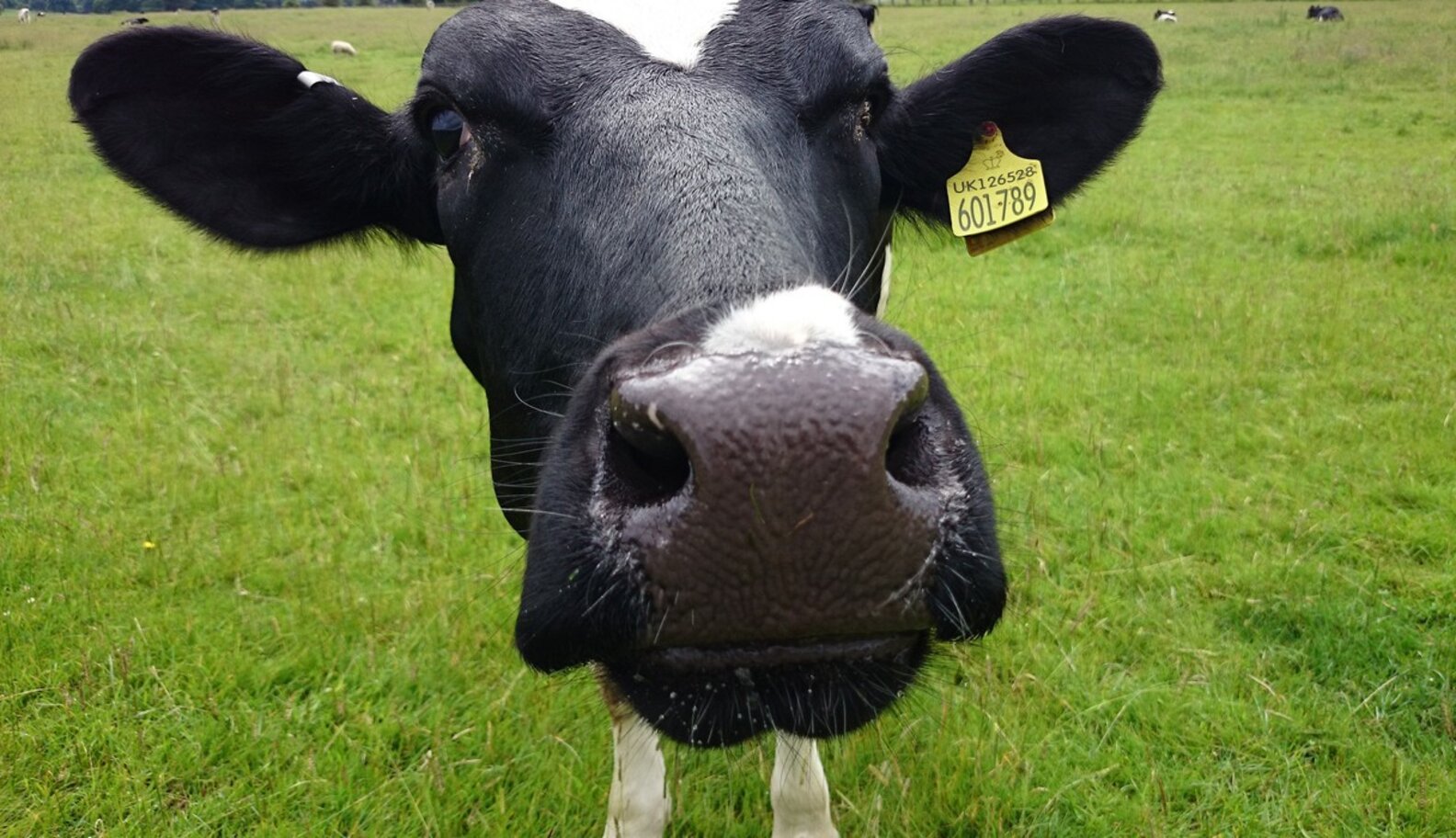 The Cow's Nose Shows How They're Feeling About Life - The Dodo