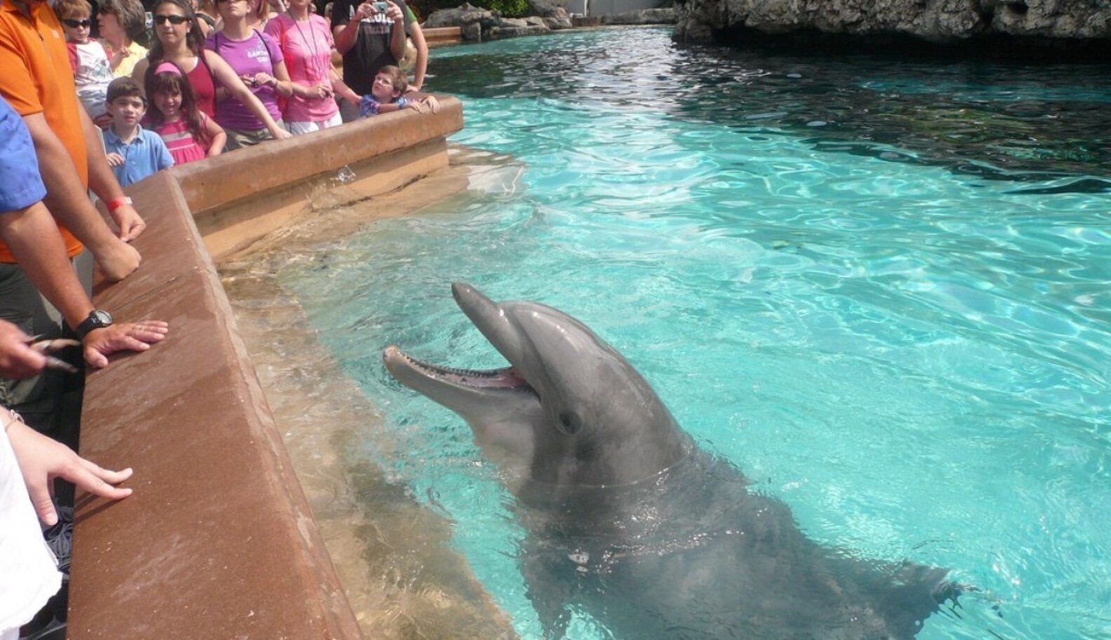 Dolphin Bites Child’s Hand At SeaWorld, Sparks Federal Complaint - The Dodo