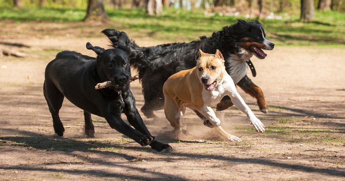 What Your Favorite Dog Breed Says About You - The Dodo