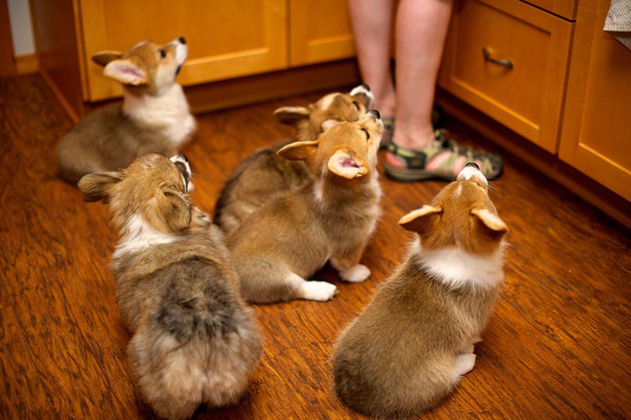 What Your Favorite Dog Breed Says About You - The Dodo