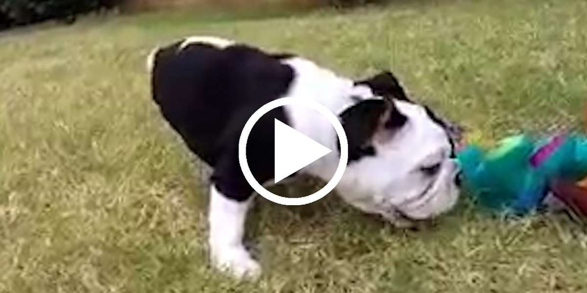 Bonsai, The Bulldog With 'Half A Body' - The Dodo