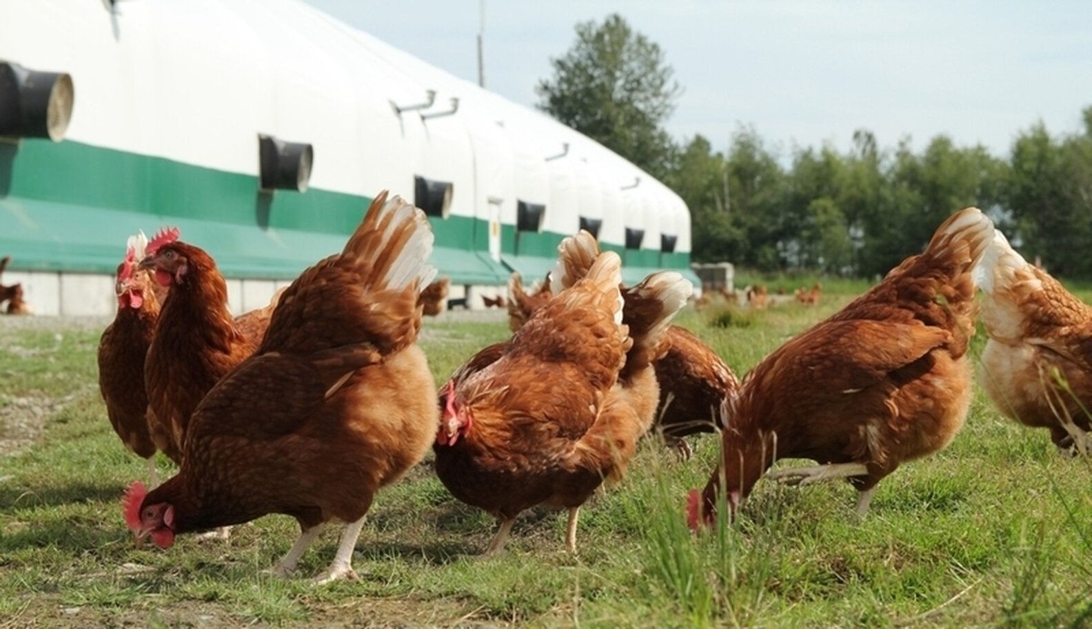 Panera Is Turning Its Back On Thousands Of Suffering Chickens - The Dodo