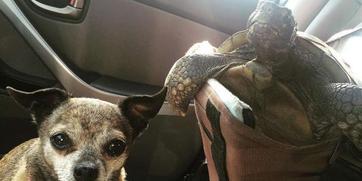 Rescued Tortoise And Chihuahua Go Everywhere Together - The Dodo