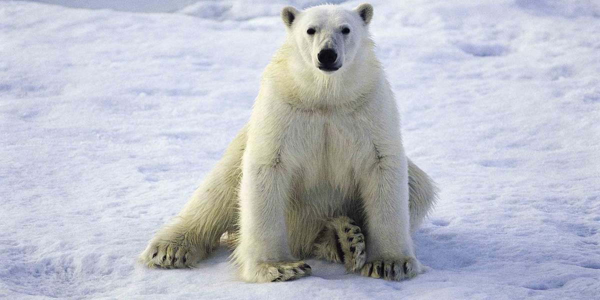 Looking At Arctic Animals' Lives Without Human Interference - The Dodo