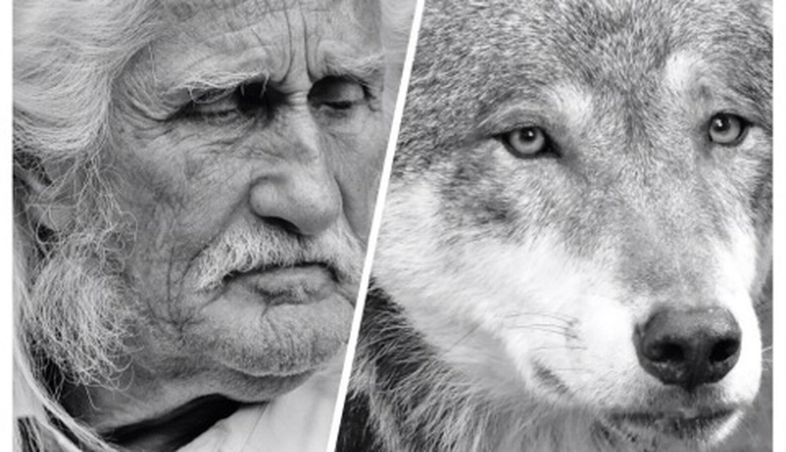 We're Too Similar To Wolves To Be Afraid Of Them - The Dodo