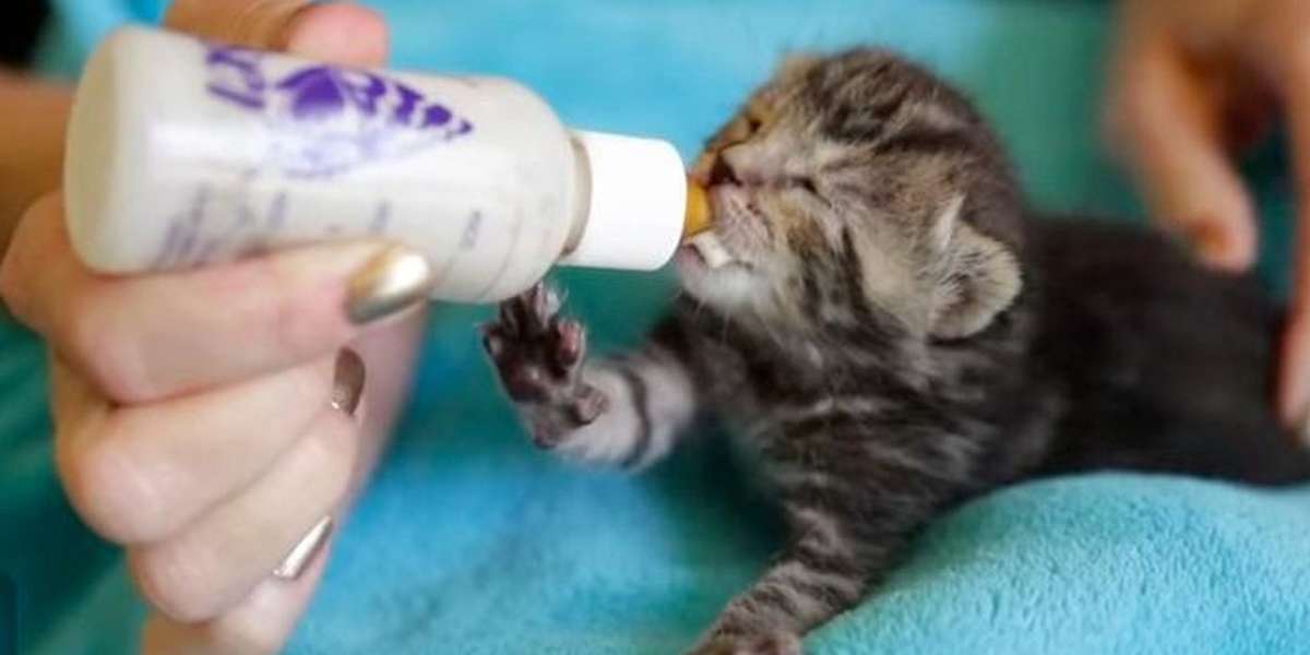 With 20 Minutes Left To Live, Newborn Kitten Saved In The Nick Of Time ...
