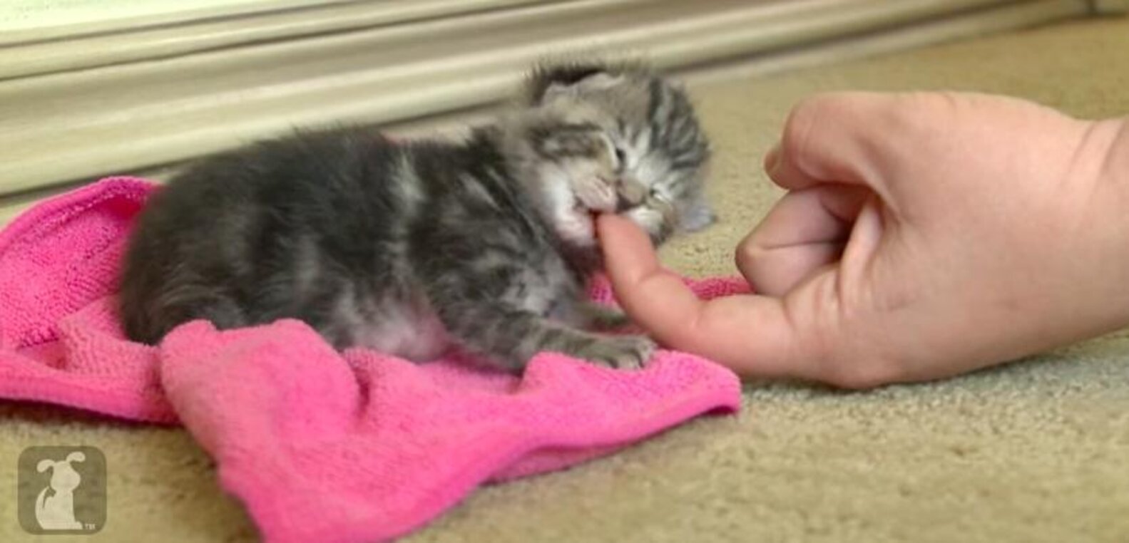 With 20 Minutes Left To Live, Newborn Kitten Saved In The Nick Of Time ...