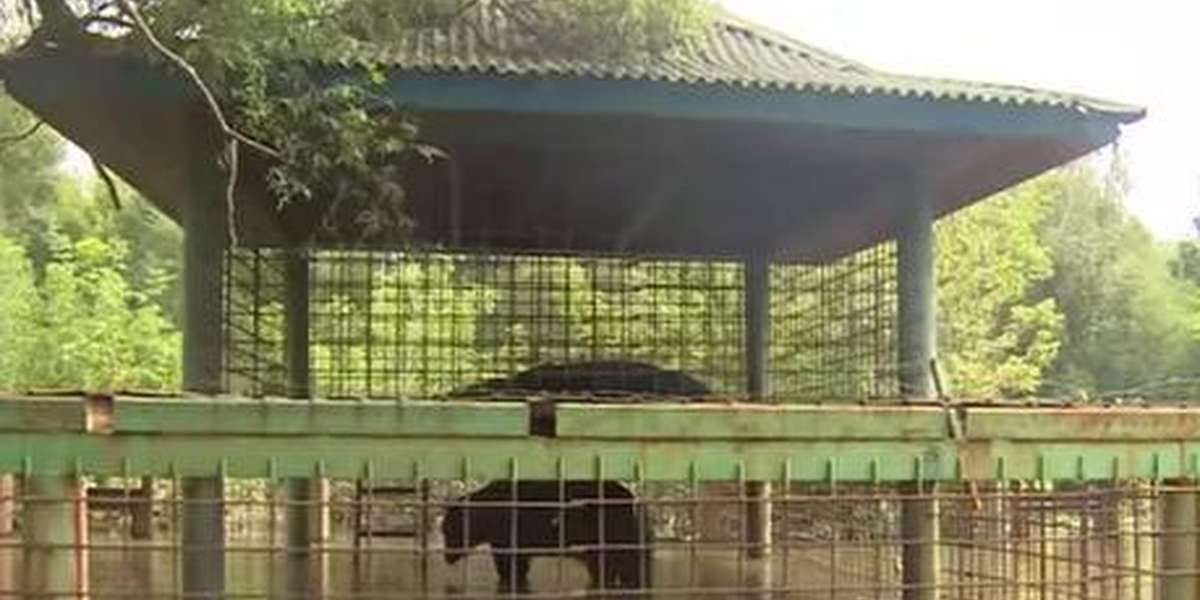 Zoo Animals Had Nowhere To Go When Floods Came ... So They Drowned ...
