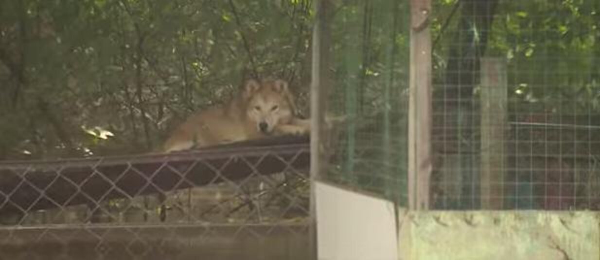 Zoo Animals Had Nowhere To Go When Floods Came ... So They Drowned ...
