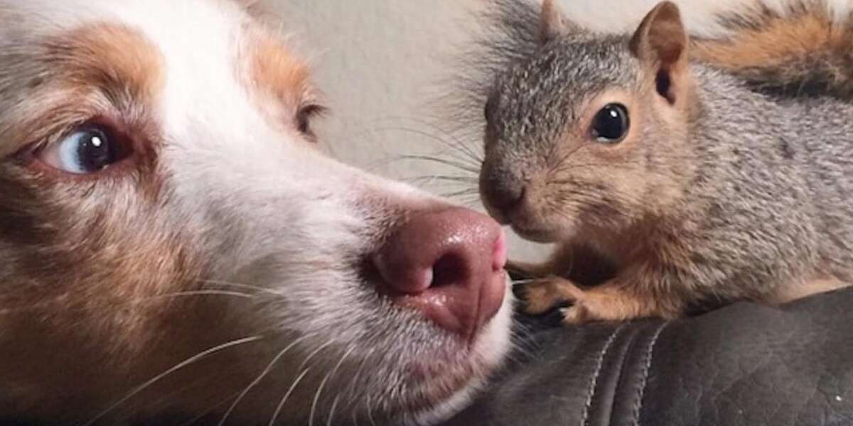 Rescue Squirrel Loves Cuddling With His Dog - The Dodo