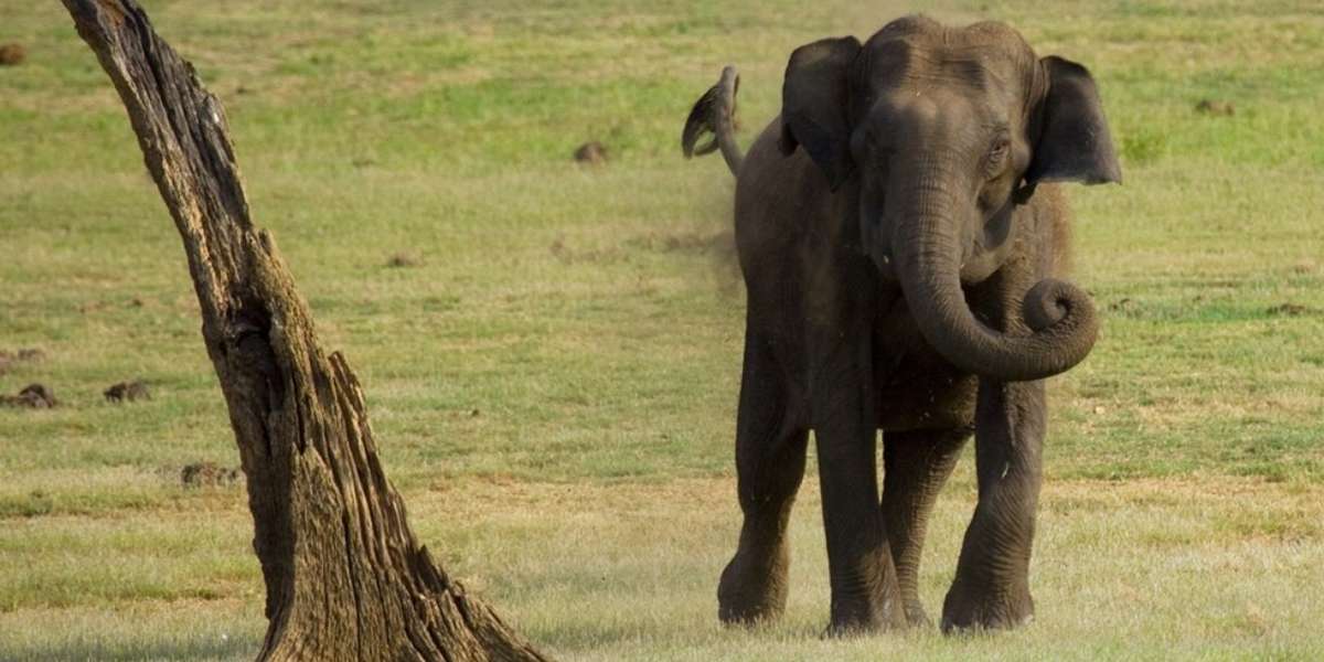 Corrupt Anti-Poaching Campaign Fails To Process Over 300 Cases - The Dodo