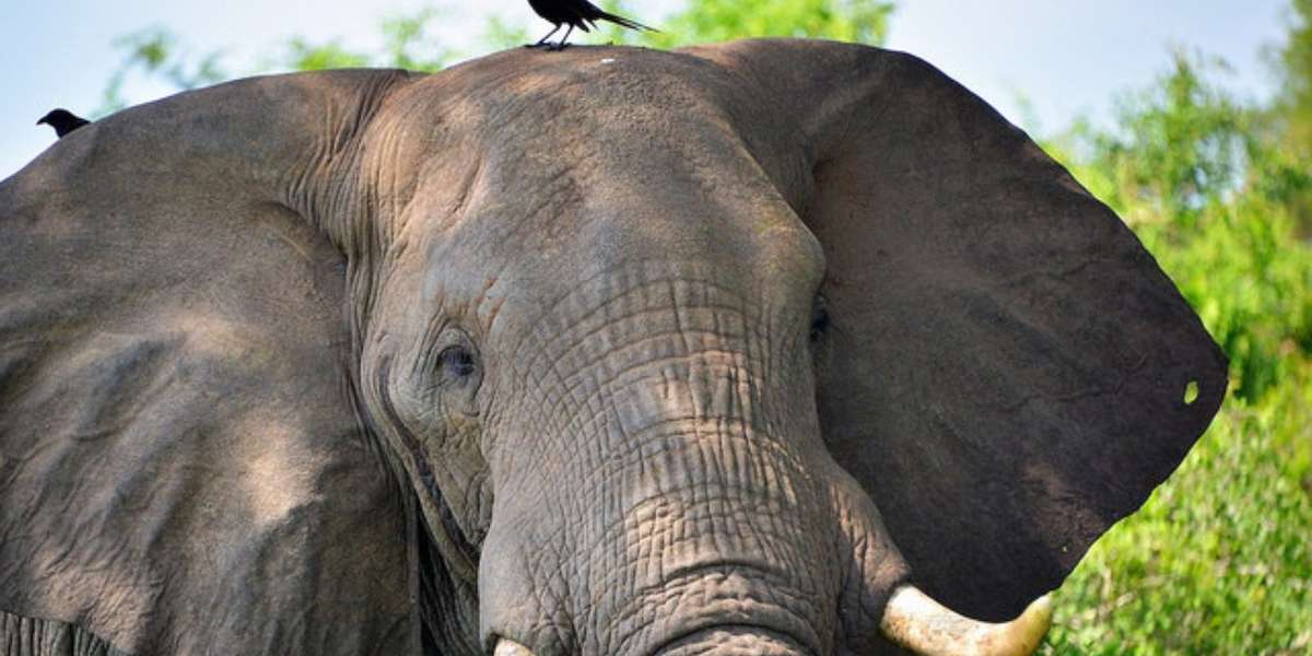 Another U.S. State Proposes Landmark Ivory Ban - The Dodo