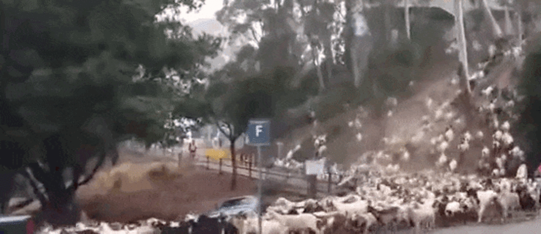 Hundreds Of Goats Stampede Down Hill To Help Prevent Fire - The Dodo