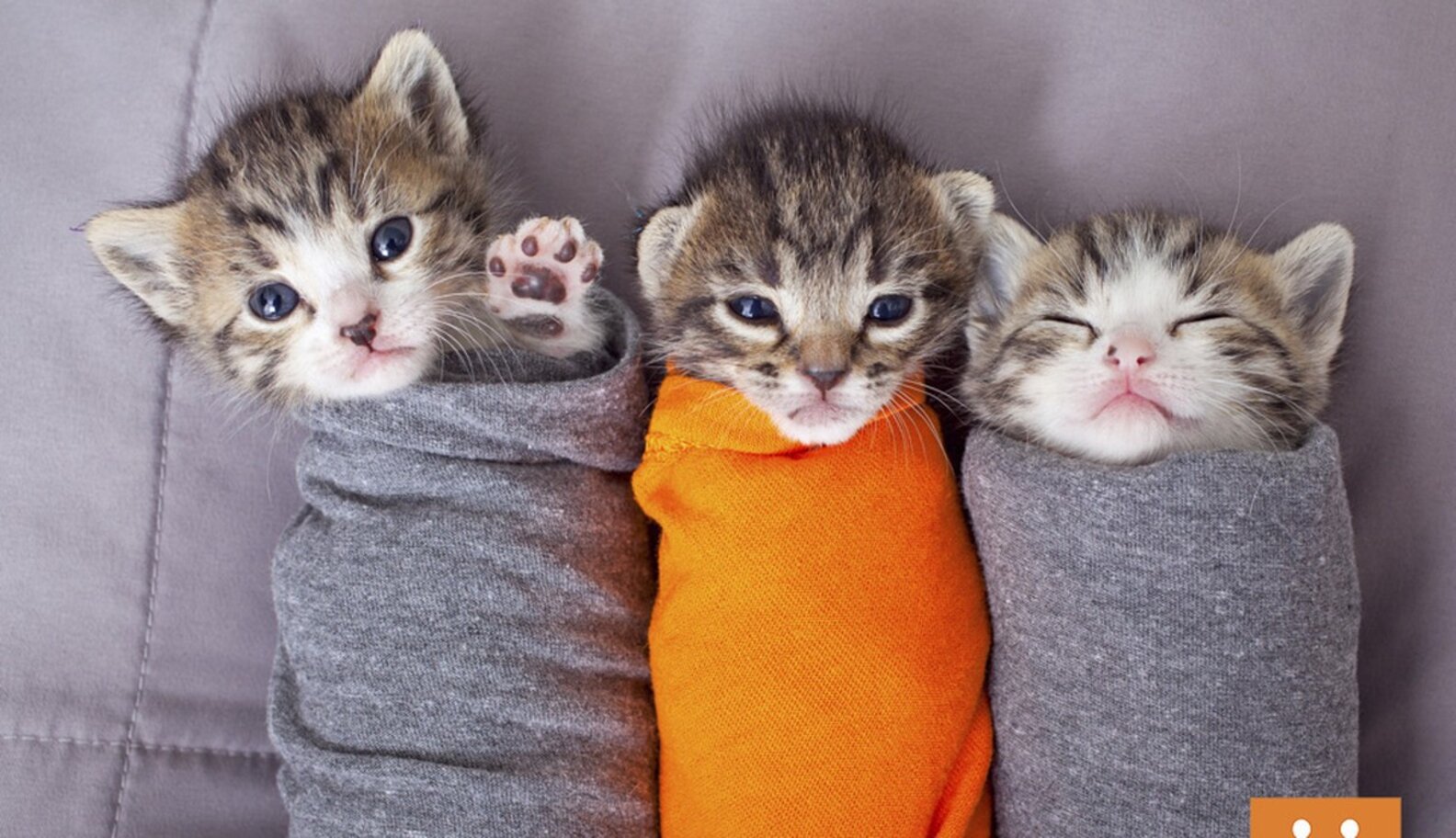 These Purritos Aren't Wrapped Up Just 'Cause It's Adorable - The Dodo