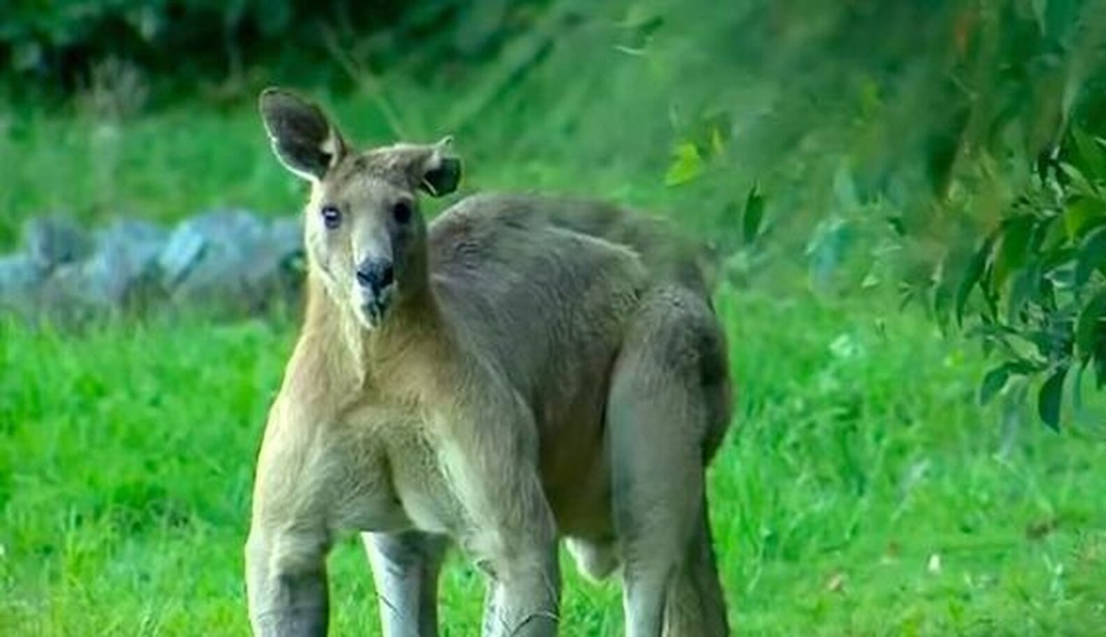 Buff Kangaroo Is Wandering The Streets, And The Internet Is Freaking ...