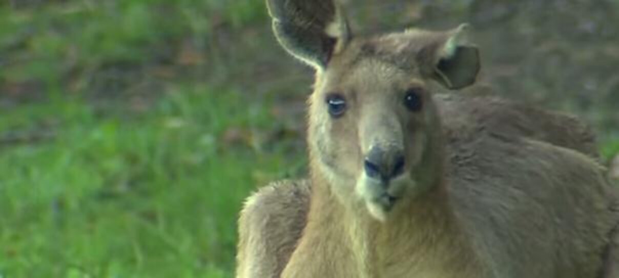 Buff Kangaroo Is Wandering The Streets, And The Internet Is Freaking ...