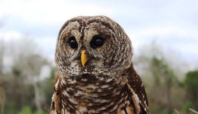 Saving An Injured Owl In A State That Just Doesn't Care - The Dodo