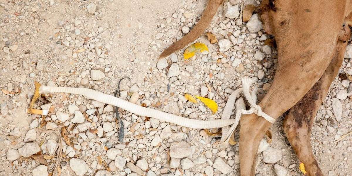 People Are Dumping Hundreds Of Dogs By The Road In Major U.S. City ...