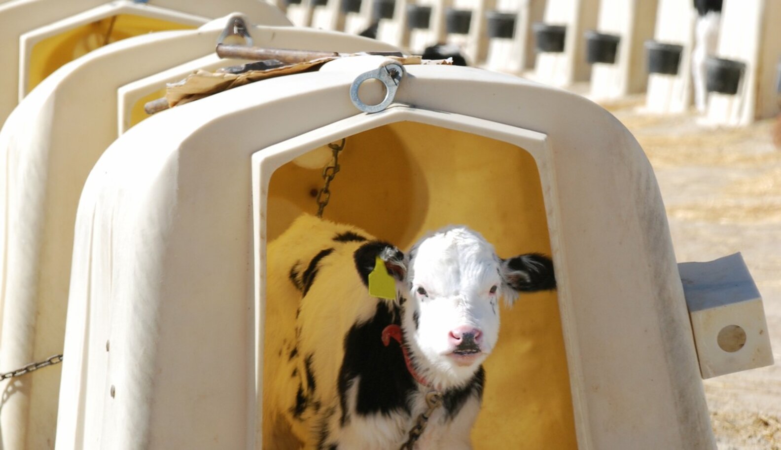 The Dark Secret Of Massive Dairy Farms, In One Photo - The Dodo