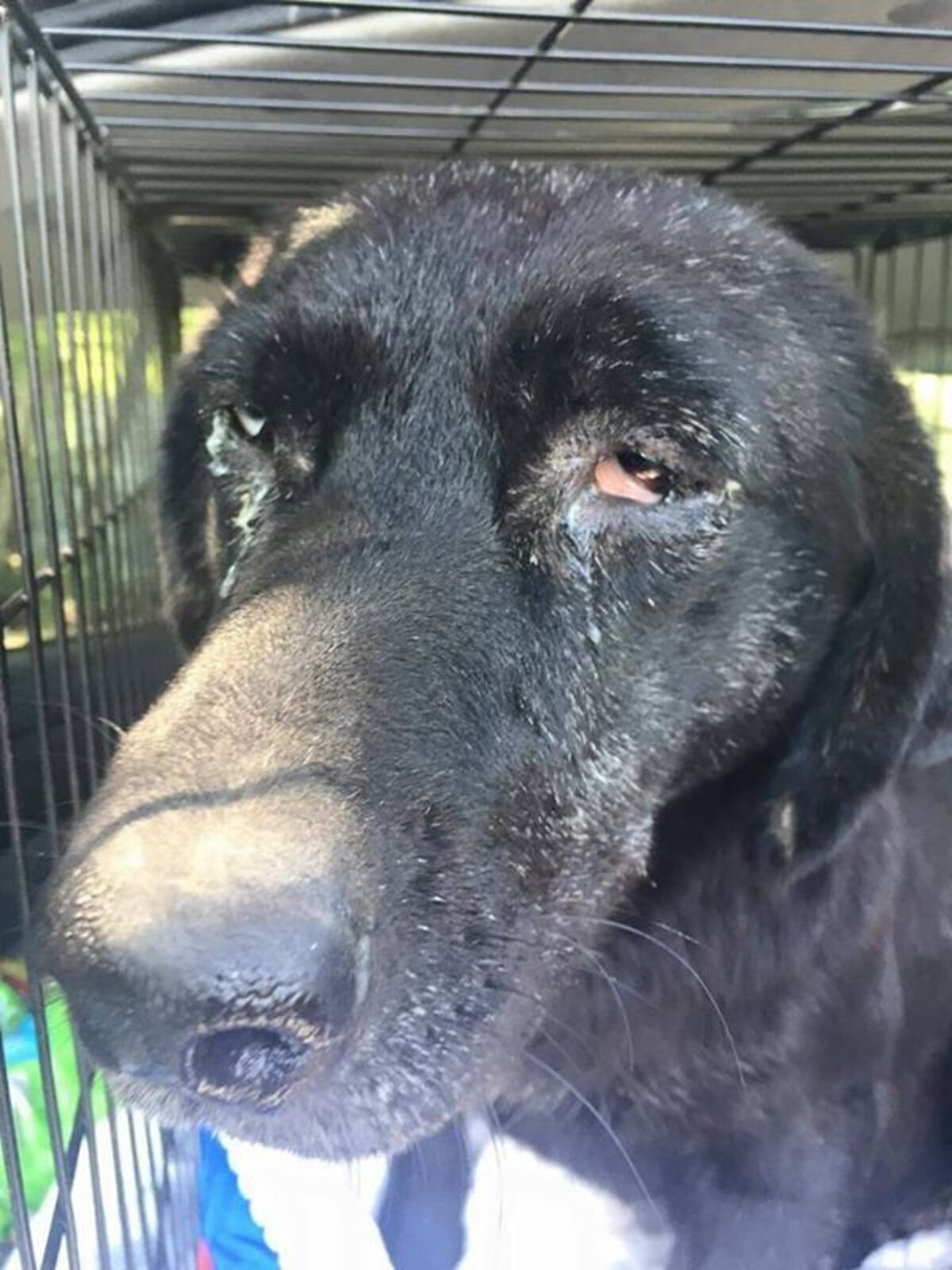 People Are Dumping Hundreds Of Dogs By The Road In Major U.S. City ...